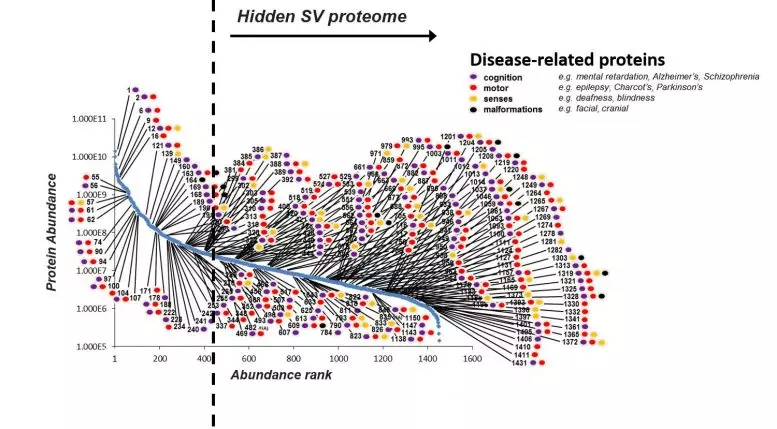 دماغي مرض سان لاڳاپيل SV Proteome Abundance Curve