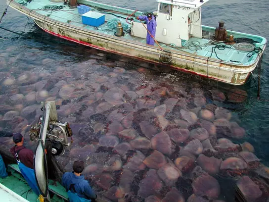 Obří medúzy ucpávají rybářské sítě v Japonsku