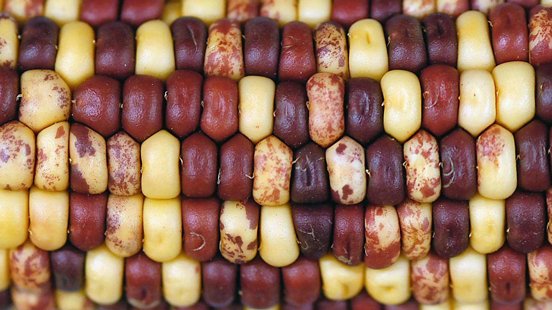 La storia segreta del mais - e dei suoi "geni saltellanti" - rivelata nel suo genoma