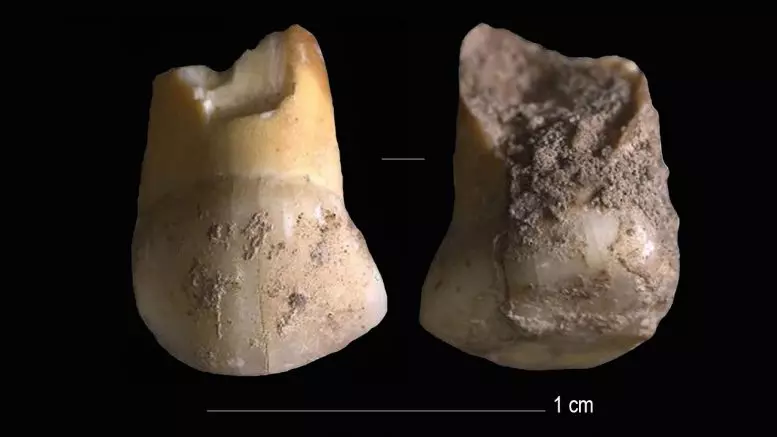 Milk-Tooth που βρέθηκε στην περιοχή του Riparo Del Broion, Βένετο, Ιταλία