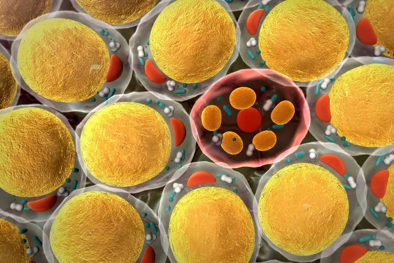 Εικονογράφηση λιπωδών κυττάρων