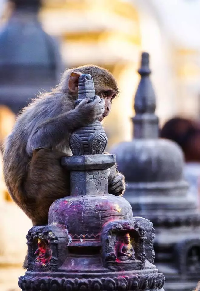 Rhesus Macaque نيپال