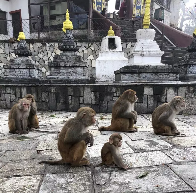 Nepal'deki Rhesus Makakları