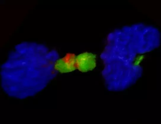 proteina de fuziune FGFR-TACC