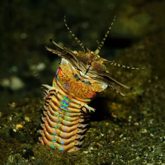 Bobbit Worm