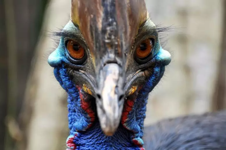 Cassowary Bird Head