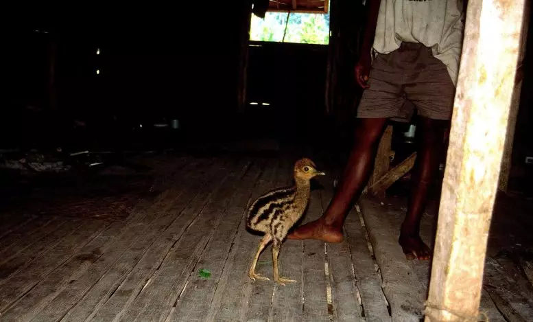 Ժամանակակից Cassowary Chick