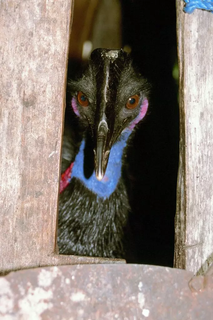 Ժամանակակից չափահաս Cassowary