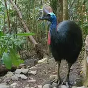 Abakuze Cassowary y'Amajyepfo