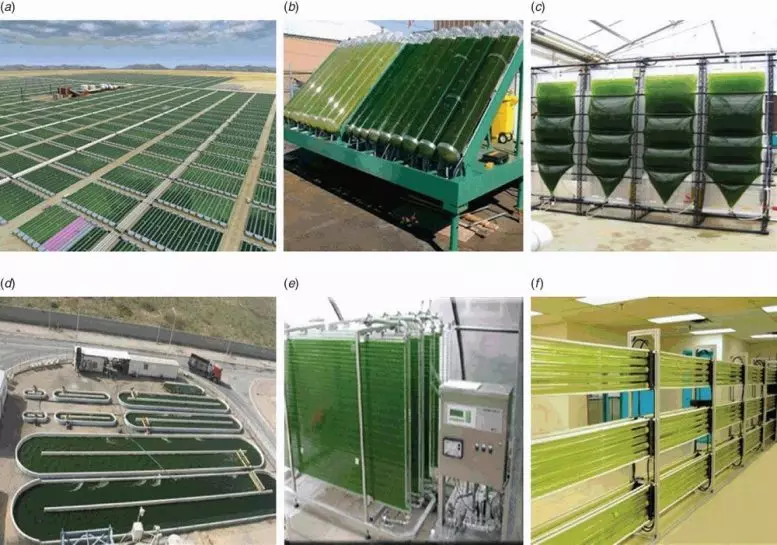 Bioreactors micro-algae indostrialy