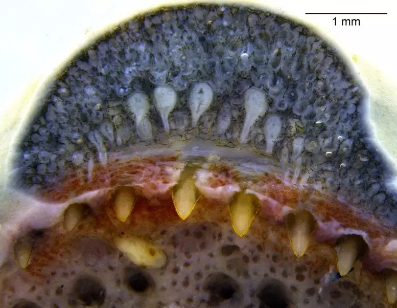 Oral Glands Zoumaache