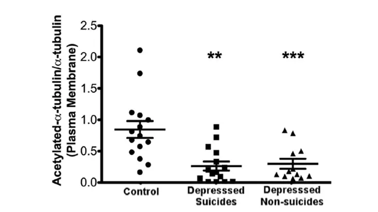 Daha az dəyişdirilmiş Tubulin Depressiyaya uğramış beyin