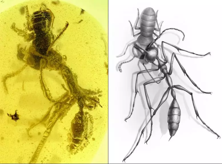 Ịchụ nta Hell Ant Fossil Discovery