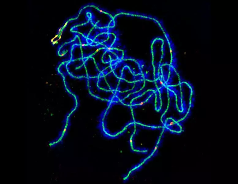 Unugyada Meiotic-ka ee Arabidopsis