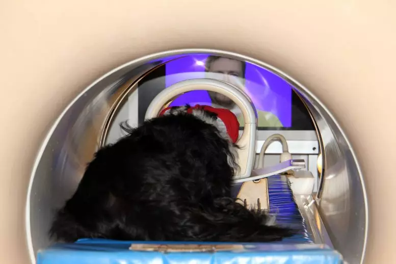 Anjing dalam fMRI Semasa Penyelidikan