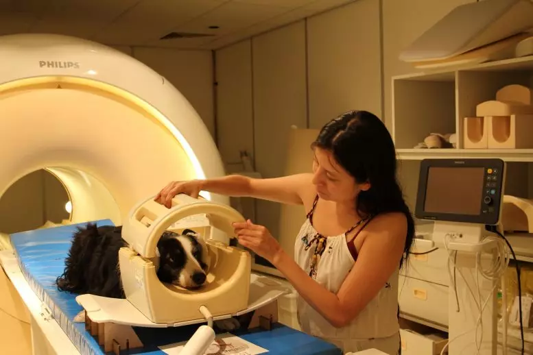 Anjing di fMRI