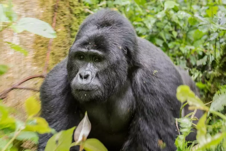 Gorilla di montagna Africa