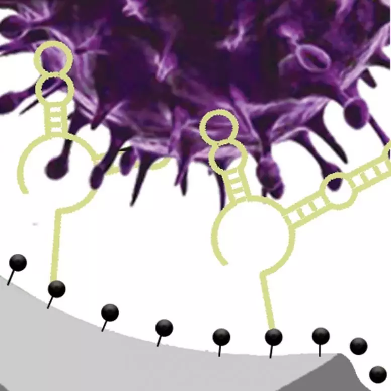 DNA Aptamers ຜູກມັດທີ່ເລືອກກັບໄວຣັດທີ່ຕິດເຊື້ອ