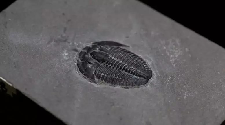 Hóa thạch Trilobite