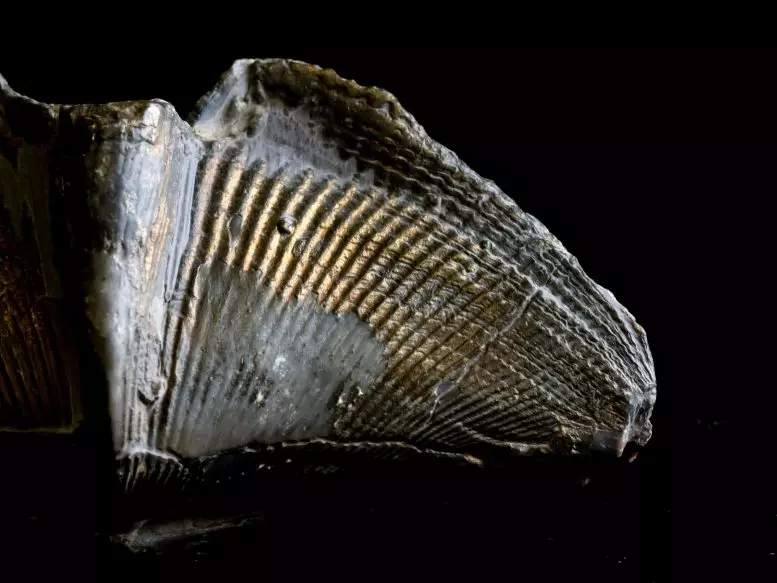 Auksinės linijos brachiopod