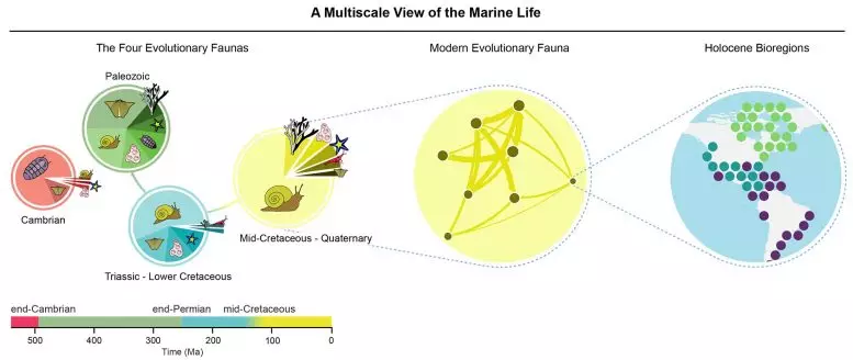 マルチスケールビュー海洋生物