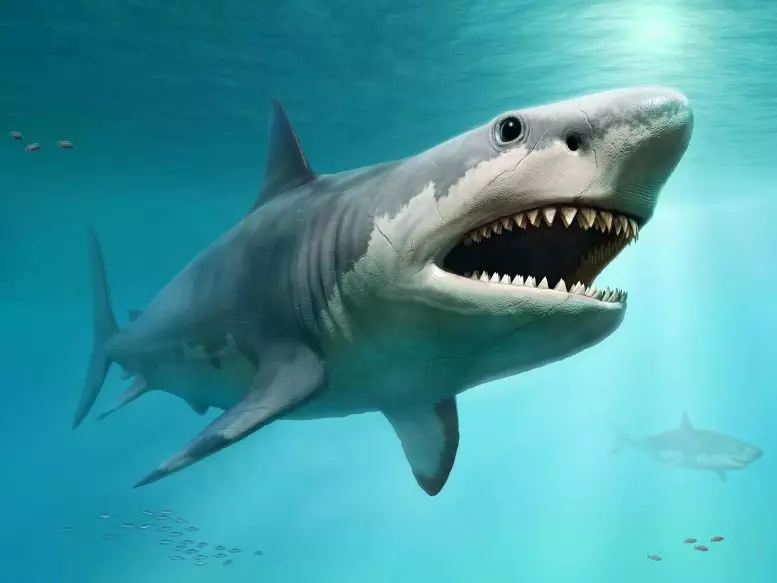 Megalodon Ilustrazioa