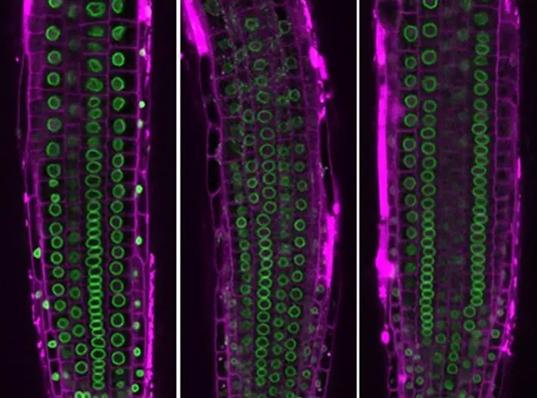 Alternative Gene Control Mechanism