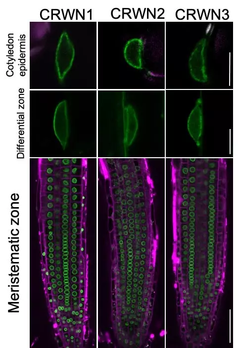 Arabidopsis thaliana Roots