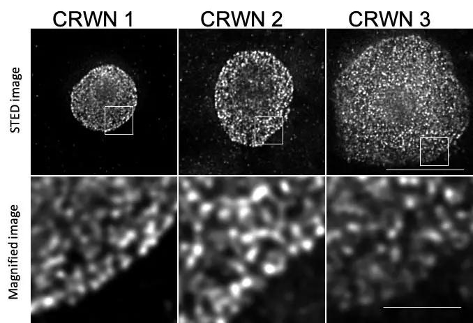 Cog Cell Nuclear Lamina