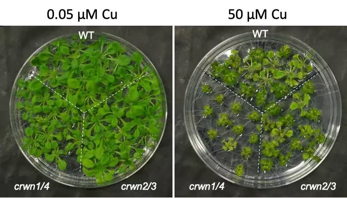 Planhigion Crowded Nuclei Proteinau