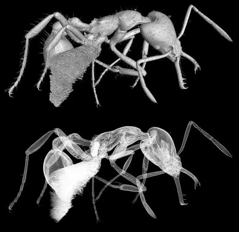 Mikro-CT-Scan von Strumigenys ayersthey