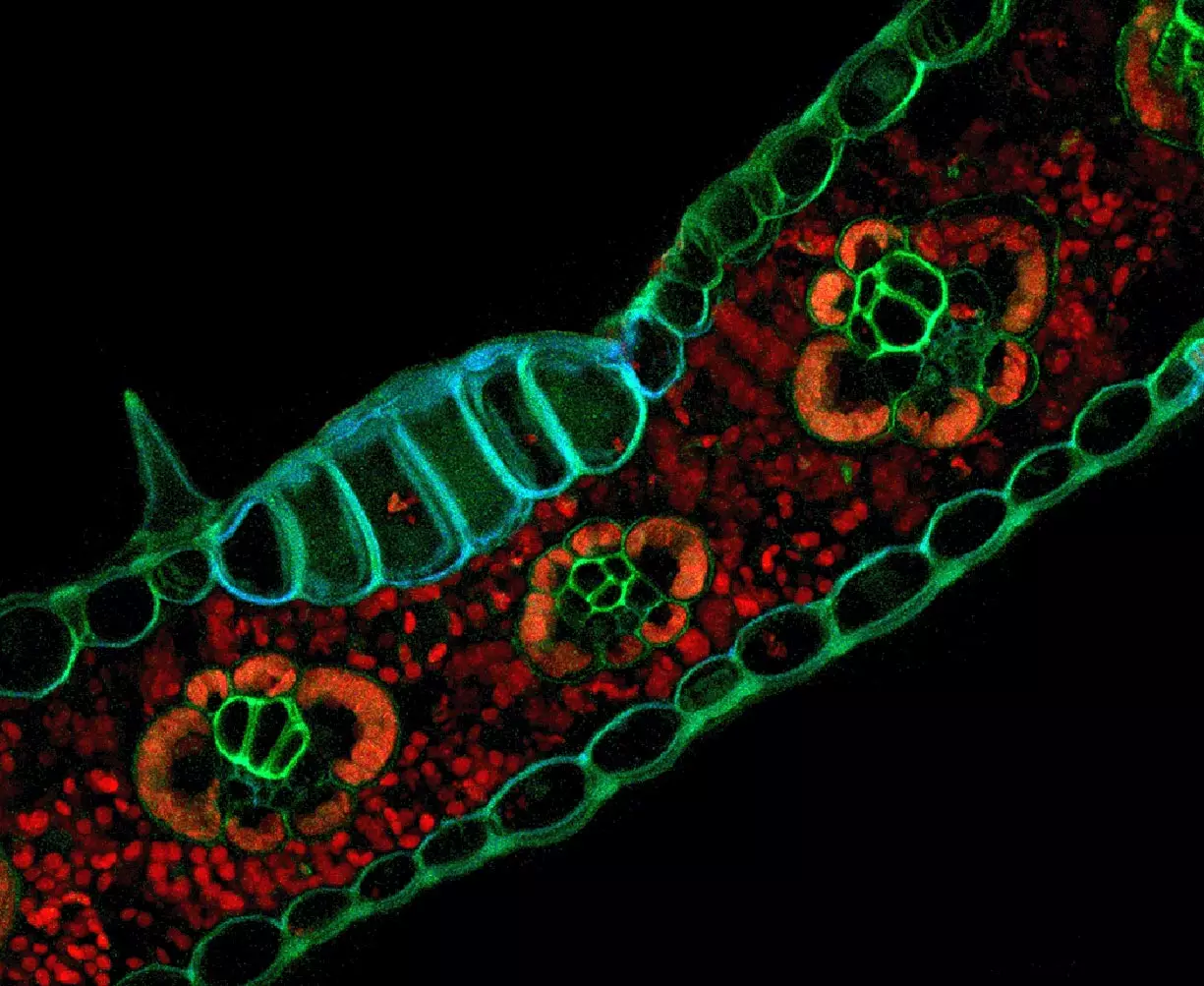 Imagini uimitoare capturate folosind proprietățile strălucitoare ale celulelor vegetale
