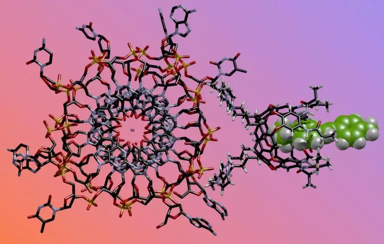 G-Quadruplex érzékelő