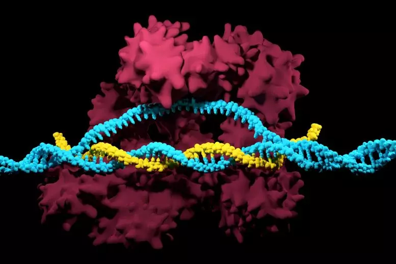 CRISPR Cas9