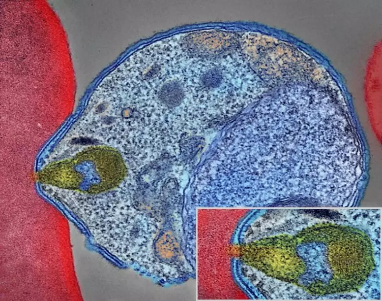 Parásito de la malaria que se conecta a un glóbulo rojo humano