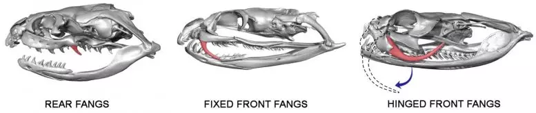 A méregfogak típusai a kígyókban