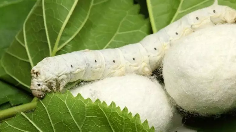 Kusintha Chakudya cha Silkworm kukhala Spin Silika 2x Wamphamvu 20183_1