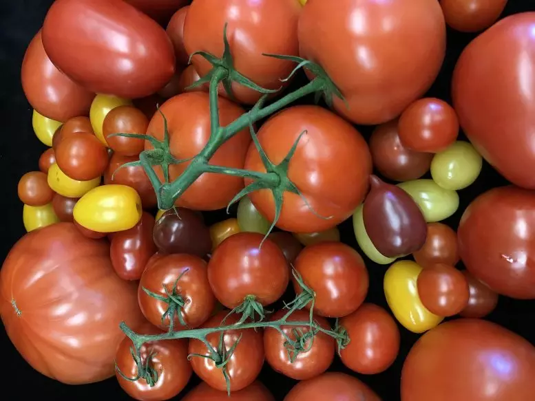 Variety Tomatoes