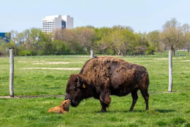 Fermilab Baby Bison