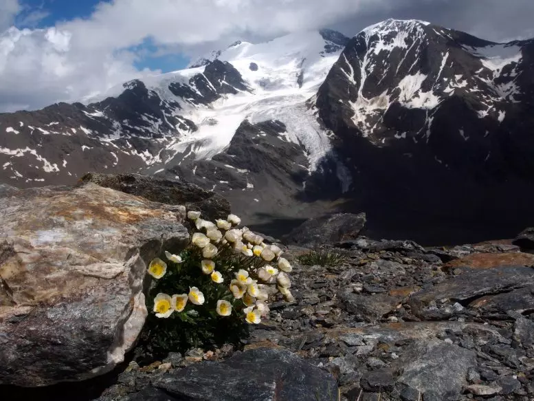 Glacier Buttercup