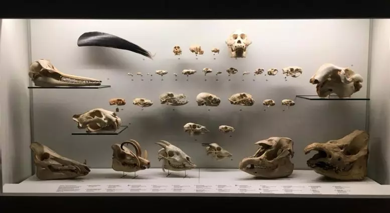 Colección del museo Cráneos de mamíferos Sudeste asiático