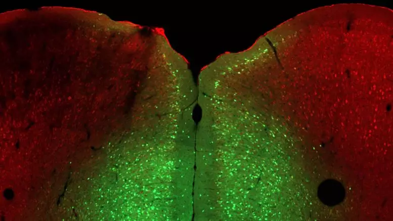 Gen Ophn1 in prelimbična regija medialnega prefrontalnega korteksa