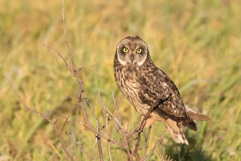 Pueo (Asio Flammeus Sandwichensis)