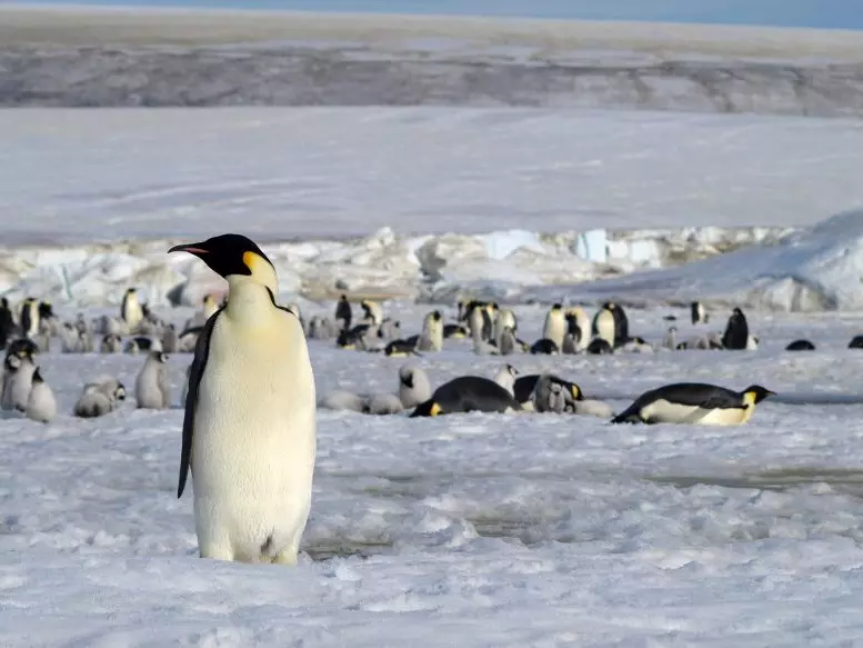 Pinguinii Împărați Antarctica