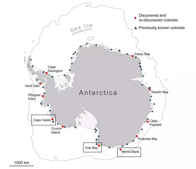 Iindawo zePenguin Colonies