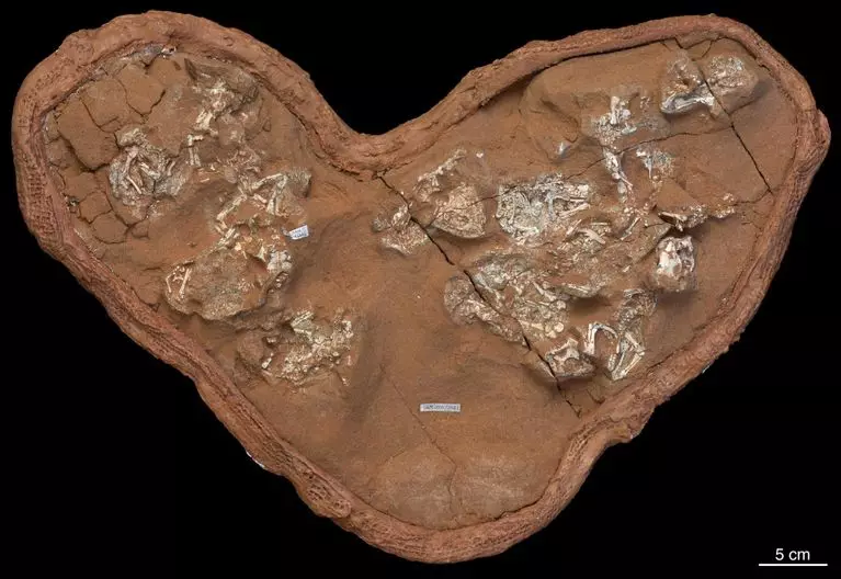 Protoceratops ýumurtga