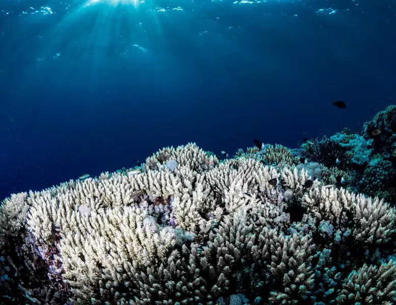 Karang Bleaching nyebar