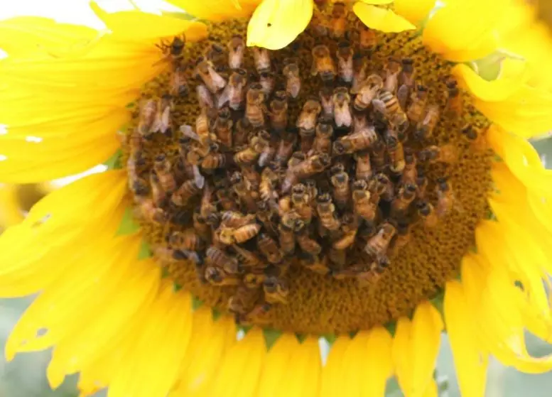 Apmācītas bites uz saulespuķu