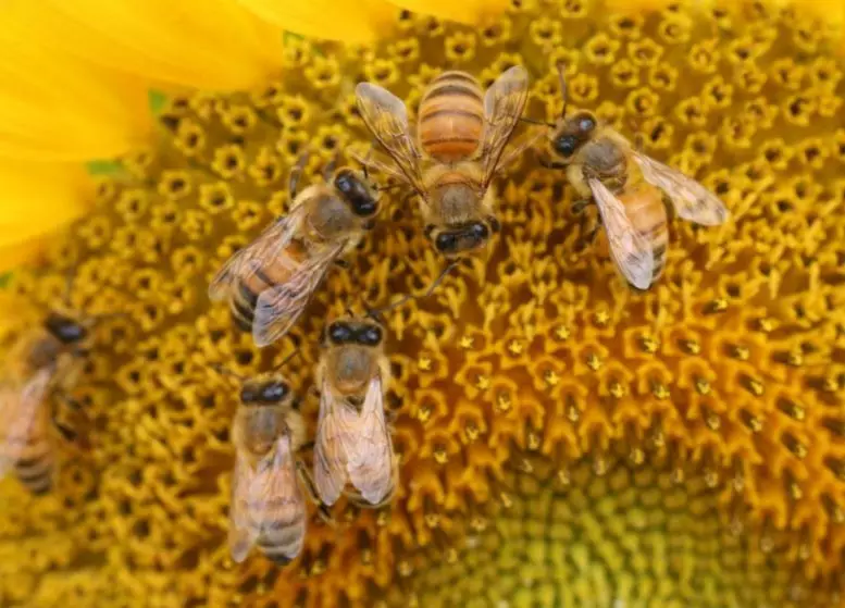 Bijen op zonnebloem