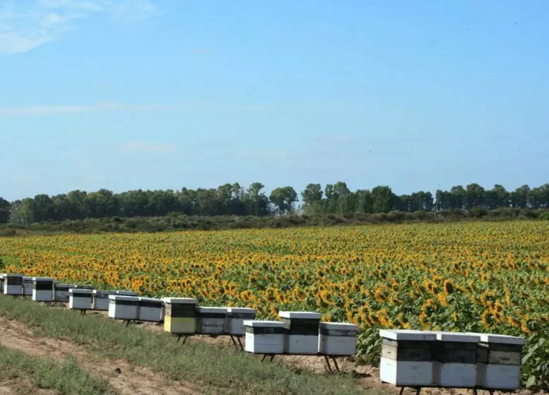 Bijenkorven met zonnebloemveld